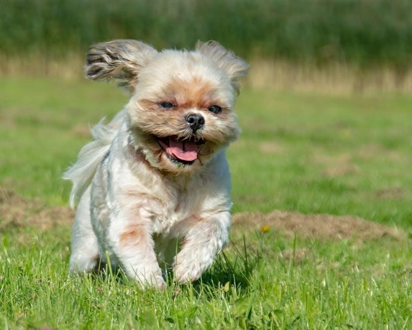 Manual Platelet Count for Dogs & Cats | The Way Home Houston